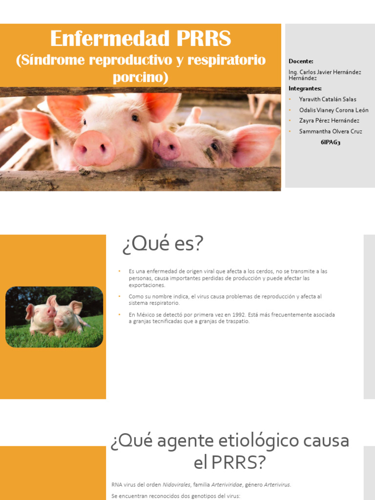 Enfermedad PRR Presentación | PDF | Virus | Infección