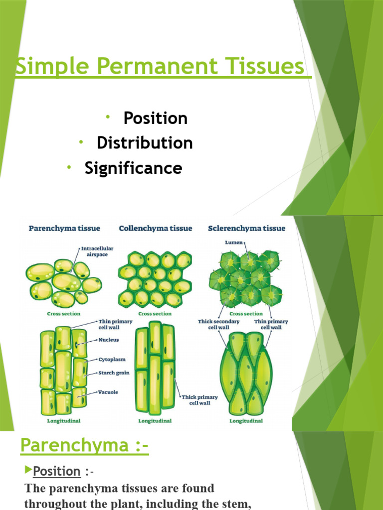 Simple Permanent Tissue | PDF | Leaf | Plant Stem