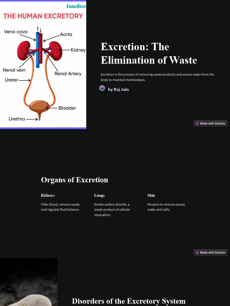 Excretion The Elimination of Waste | PDF