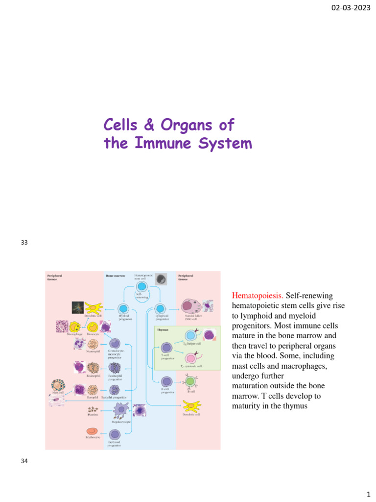 Class 4 - Unit 1 - Immunology - Biotech | PDF | Lymphatic System | Haematopoiesis