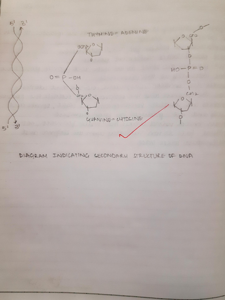 dna_extraction_class_12th[1] | PDF