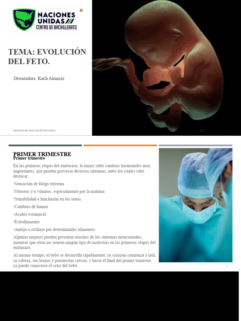 Evolucion Del Feto | PDF | El embarazo | Enfermedades y trastornos