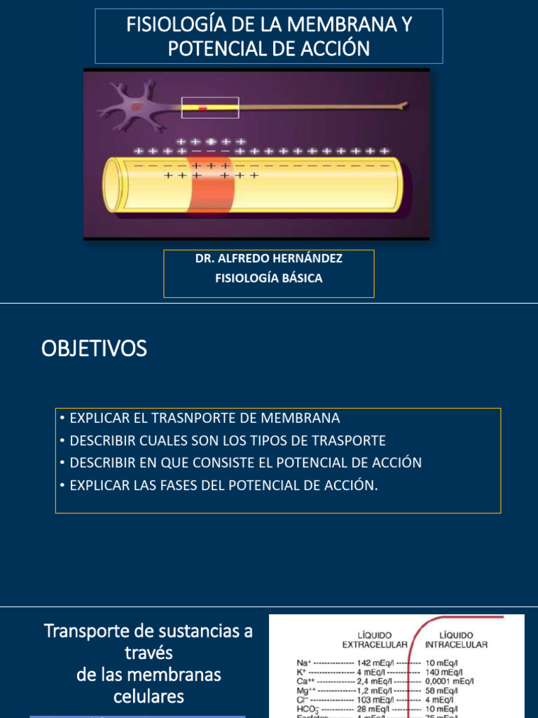 Clase 3. Fisiologia de La Membrana y El Musculo | PDF | Potencial de ...
