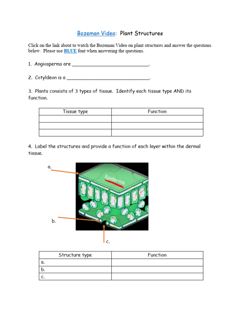 Plant Structures Video Worksheet | PDF | Science & Mathematics