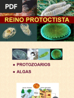 Partes y características del paramecio | PDF | Bioquímica | Química