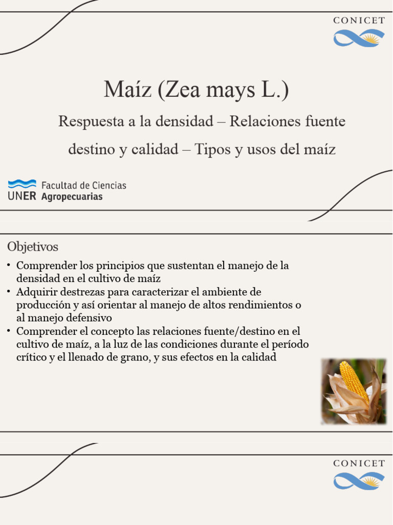 Clase Maiz II | PDF | Agricultura | Botánica