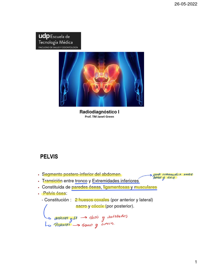 Clase 16 Pelvis | PDF | Pelvis | Sistema esquelético