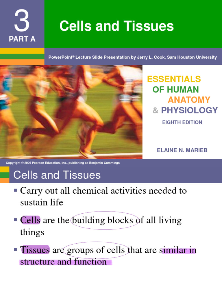2B-Cells-and-Tissues | PDF | Epithelium | Connective Tissue