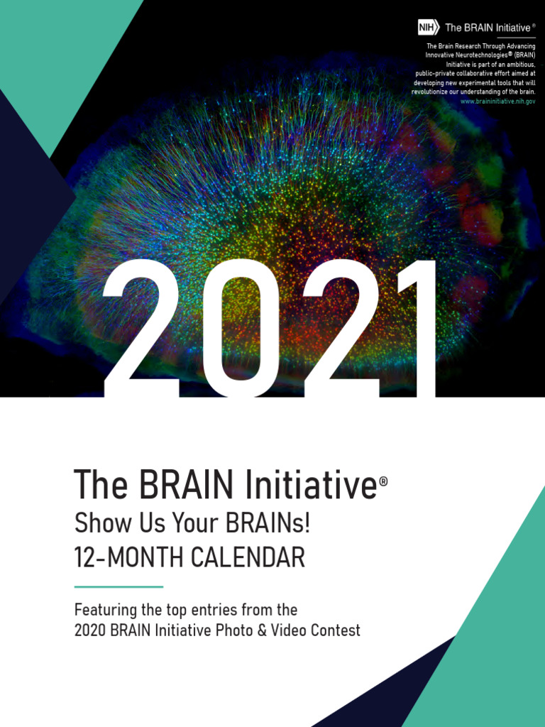 Brain Calender | PDF | Cerebellum | Neuron