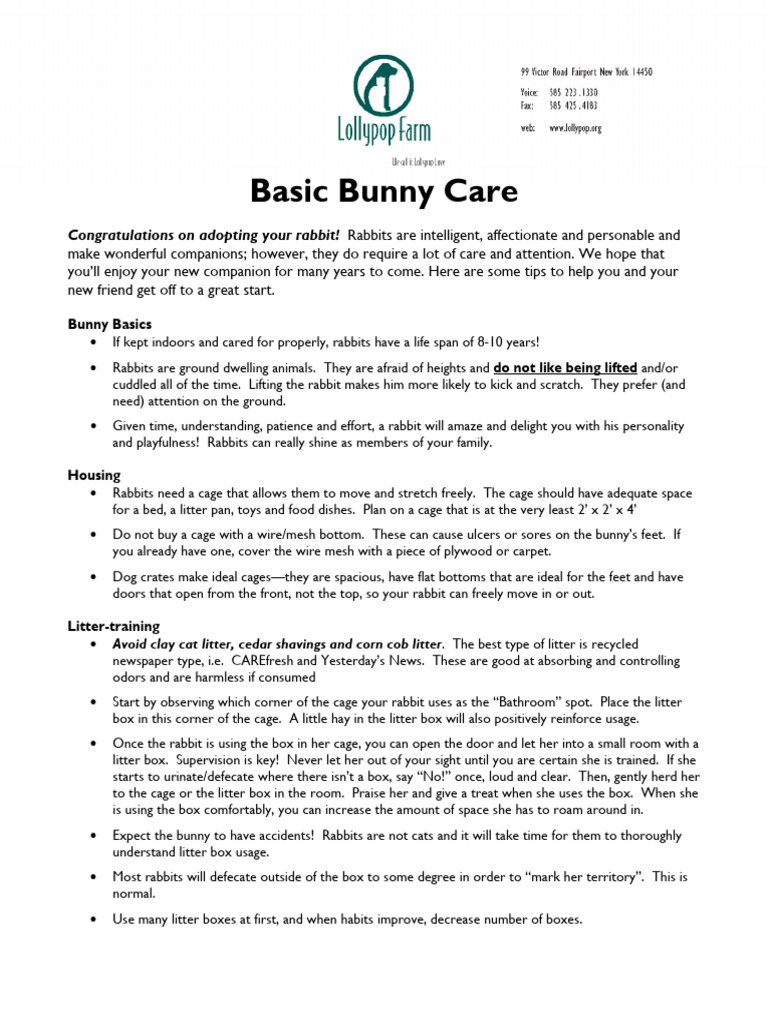 Basic Rabbit Care 1 | PDF | Rabbit | Animals And Humans