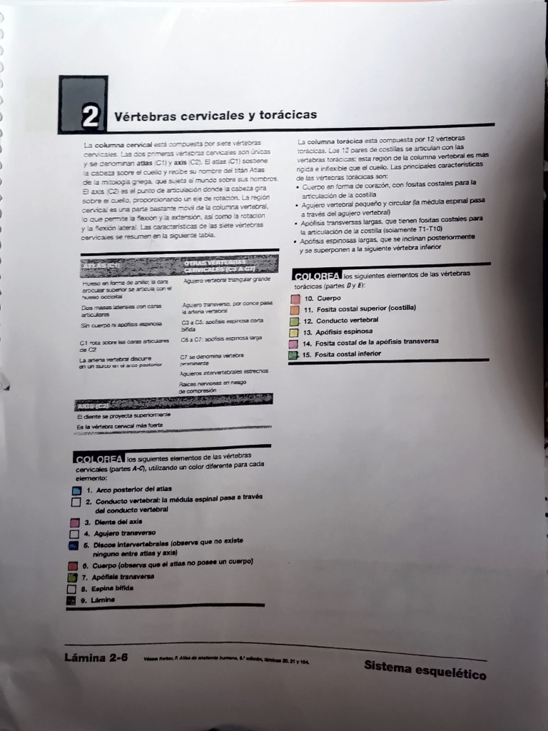 Adobe Scan 18 Avr. 2024 | PDF | Sistema esquelético | Sistema ...