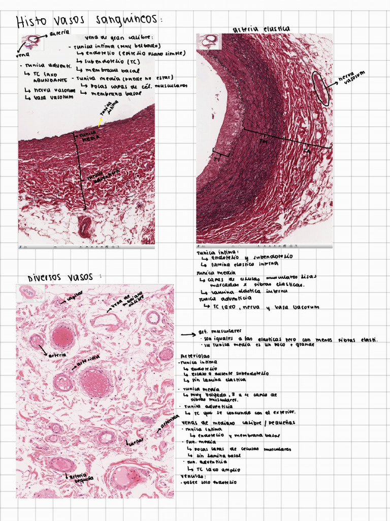 Gymkana Histo Vasos | PDF