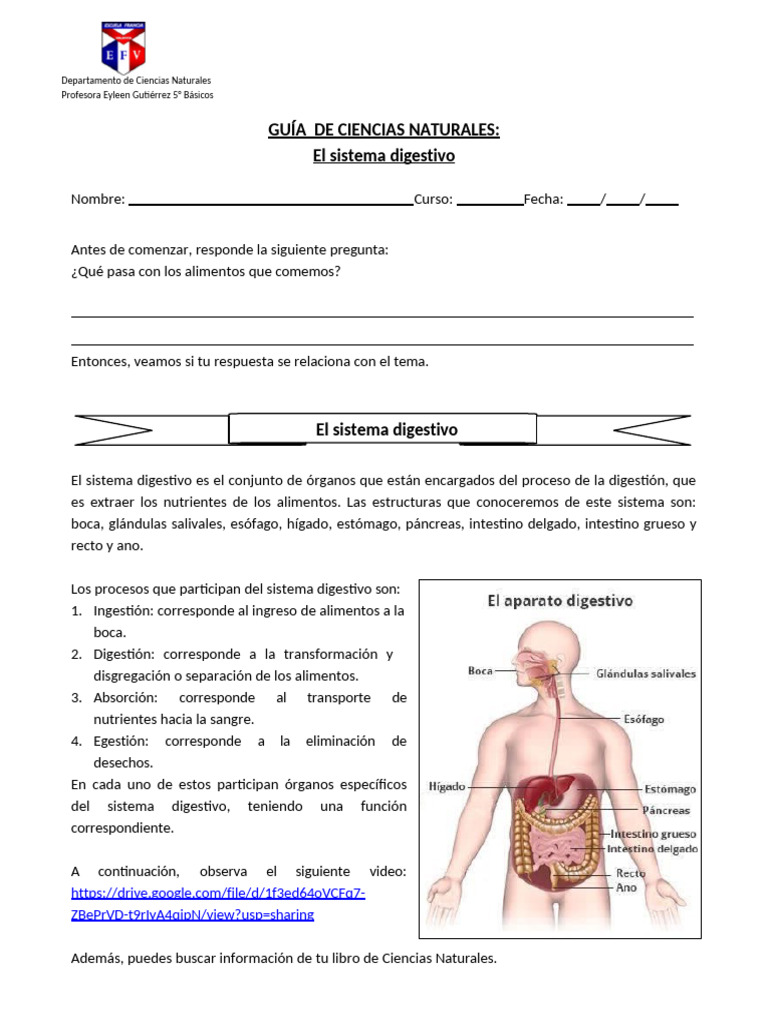 Guia de Sistema Digestivo | PDF | Sistema digestivo humano | Digestión
