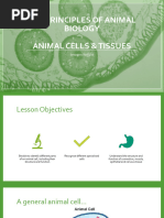 Specialised Animal Cells - Living Organisms - KS3 Biology - BBC ...