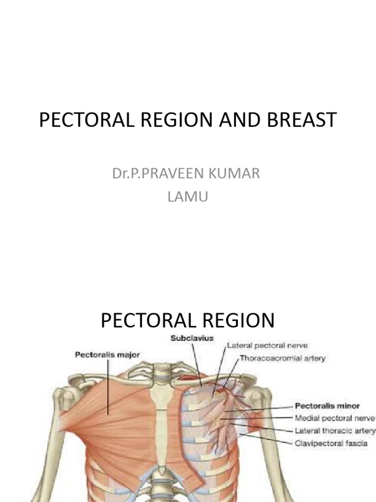 Pectoral Region, Axilla | PDF