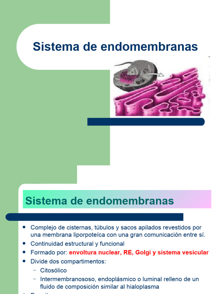 Sistema de Endomembranas | PDF | Retículo endoplásmico | Lisosoma