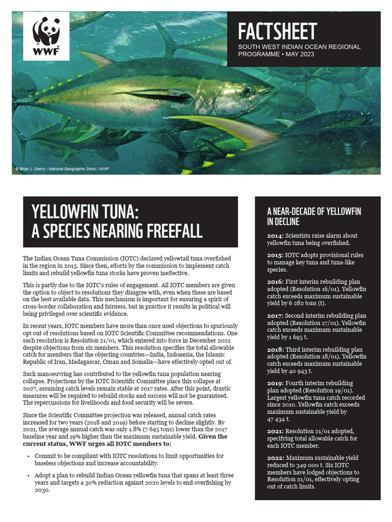 A4 Factsheet 2 Yellowfin Tuna 10 HD 1 | PDF | Tuna | Overfishing