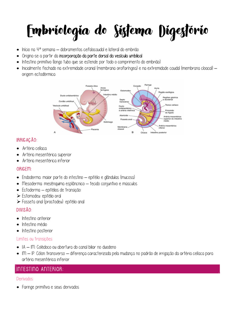 Embriologia Do Sistema Digestório | PDF | Fígado | Trato gastrointestinal