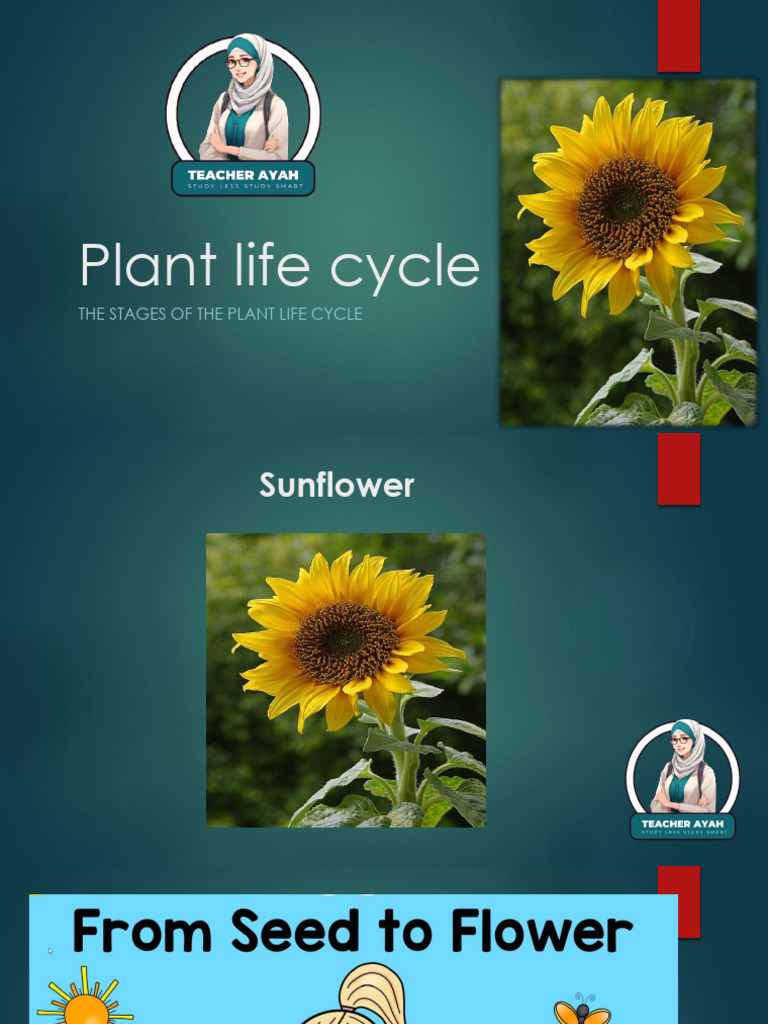 Four Stages of Plant Life Cycle | PDF | Wellness | Science & Mathematics