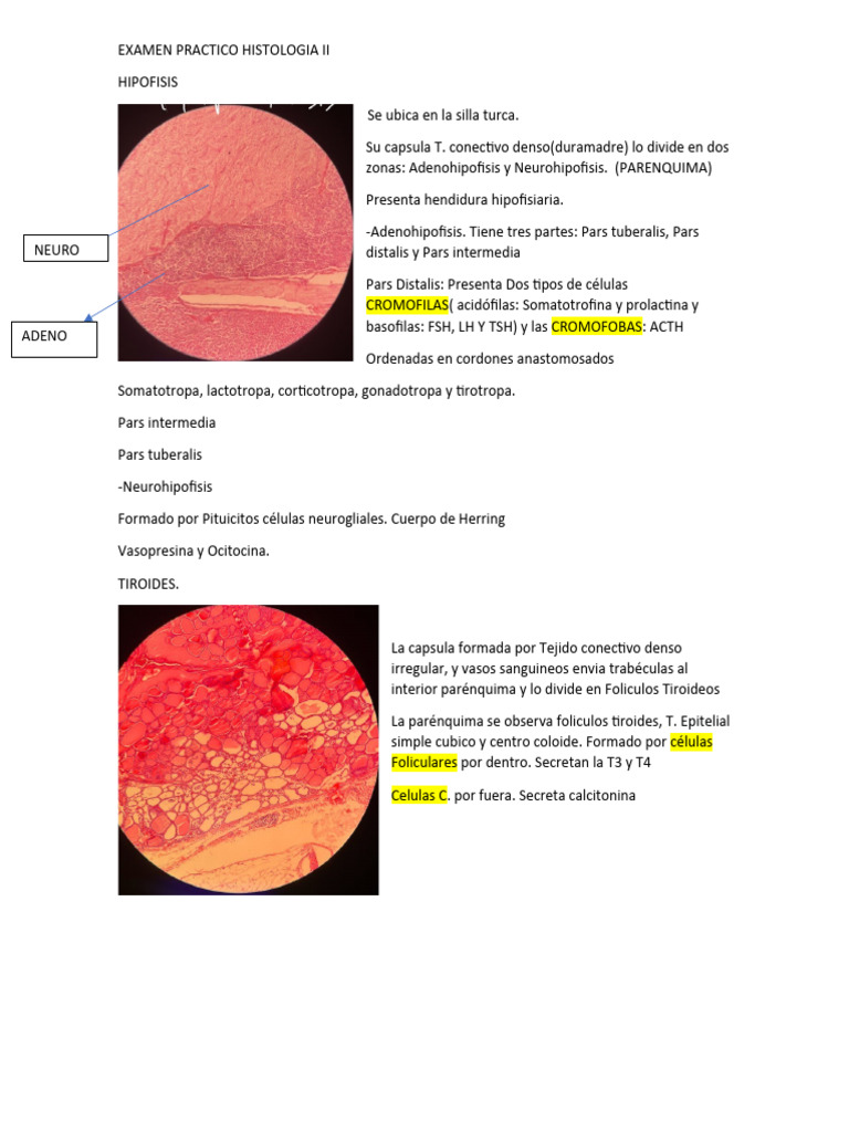 Examen Practico Histo II | PDF | Membrana mucosa | Epitelio