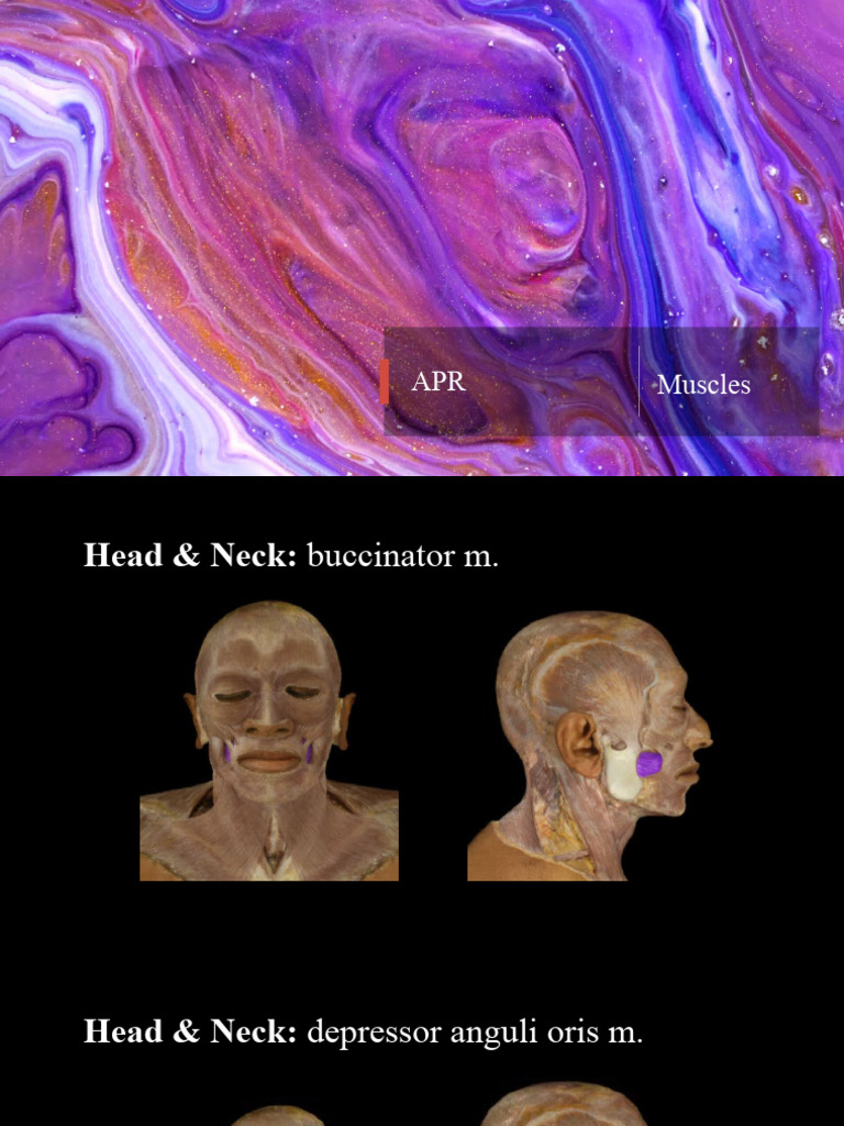 APR-Muscles | PDF | Human Leg | Foot