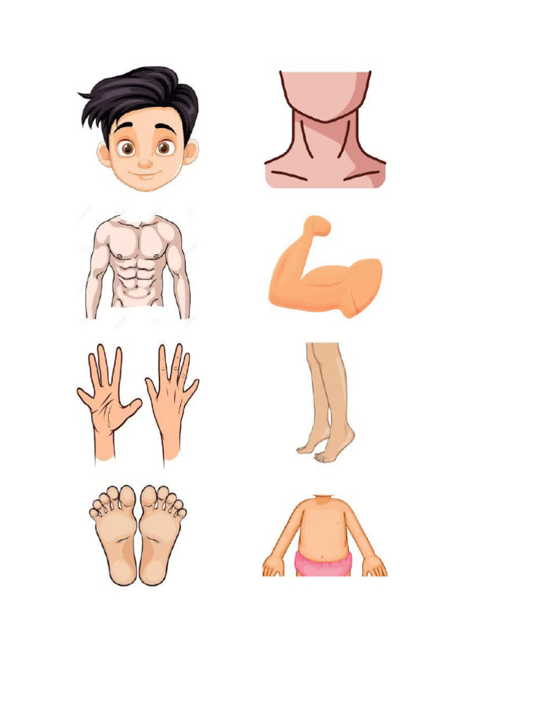 Partes Del Cuerpo Animadas Pdf