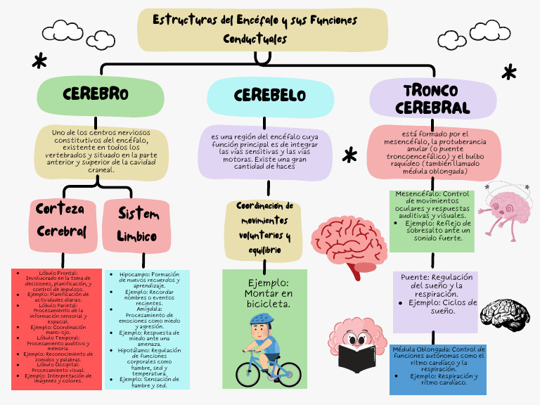 Gráfica Mapa Conceptual Simple Colorido | PDF | Cerebro | Neurociencia