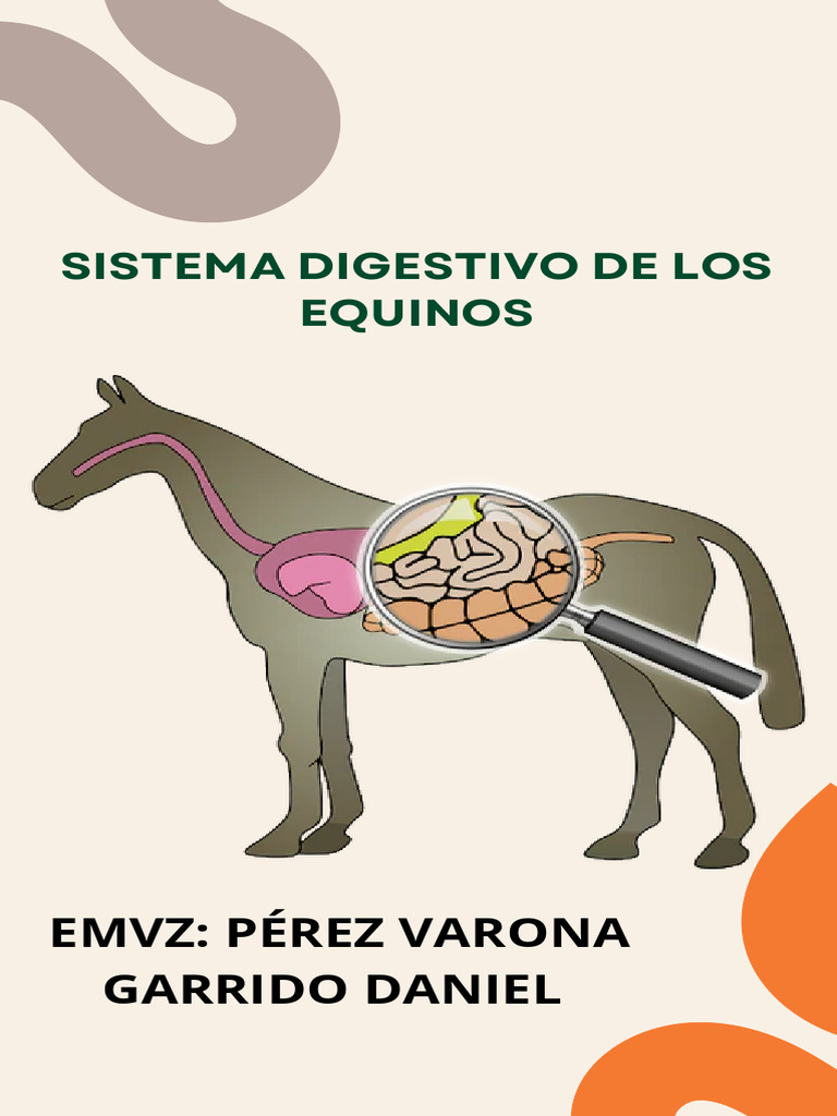 Sistema Digestivo del Caballo | PDF | Digestión | Sistema digestivo humano
