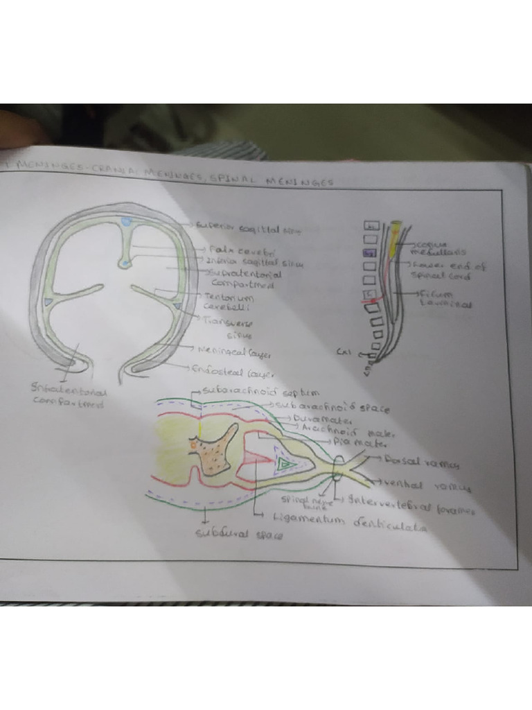Neuro Gross Anatomy Diagrams | PDF