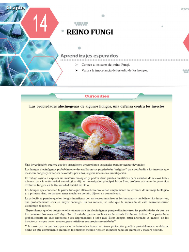 CYT(B)1 U5.C14 REINO FUNGI (1) | PDF | Hongo | Organismos