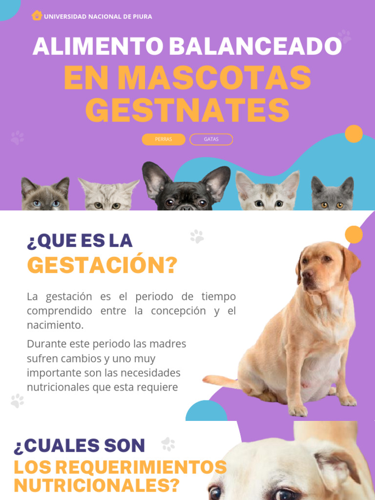 Alimento Balanceado.pdf | PDF | Alimentos | Nutrición