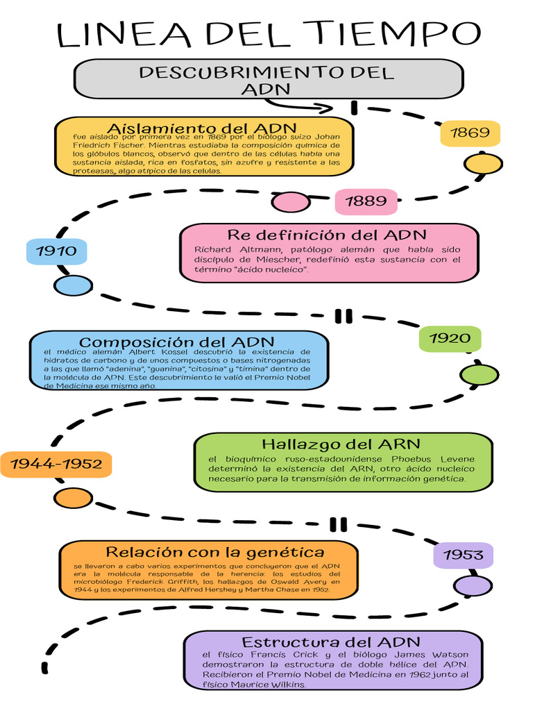Infografia Linea Del Tiempo (Historia Del ADN) | PDF | Adn | Ácidos nucleicos