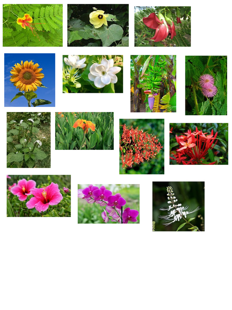 MORFOLOGI Bunga | PDF