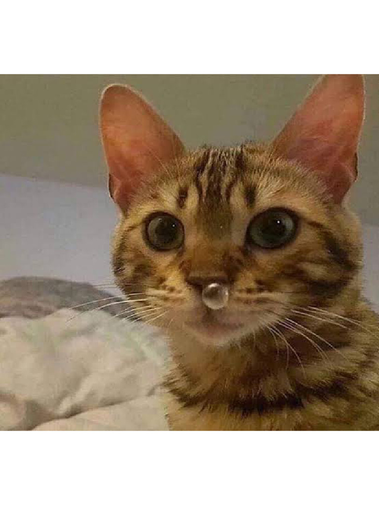 Document Proof | PDF