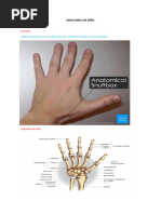 Aula 6 Ossos, Músculos, Inervação e Vascularização Do Punho e Mão | PDF ...