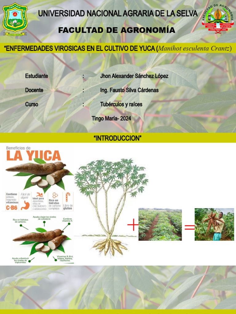 Enfermedades Virósicas en Yuca: Guía 2024 | PDF | Virus | Raíz