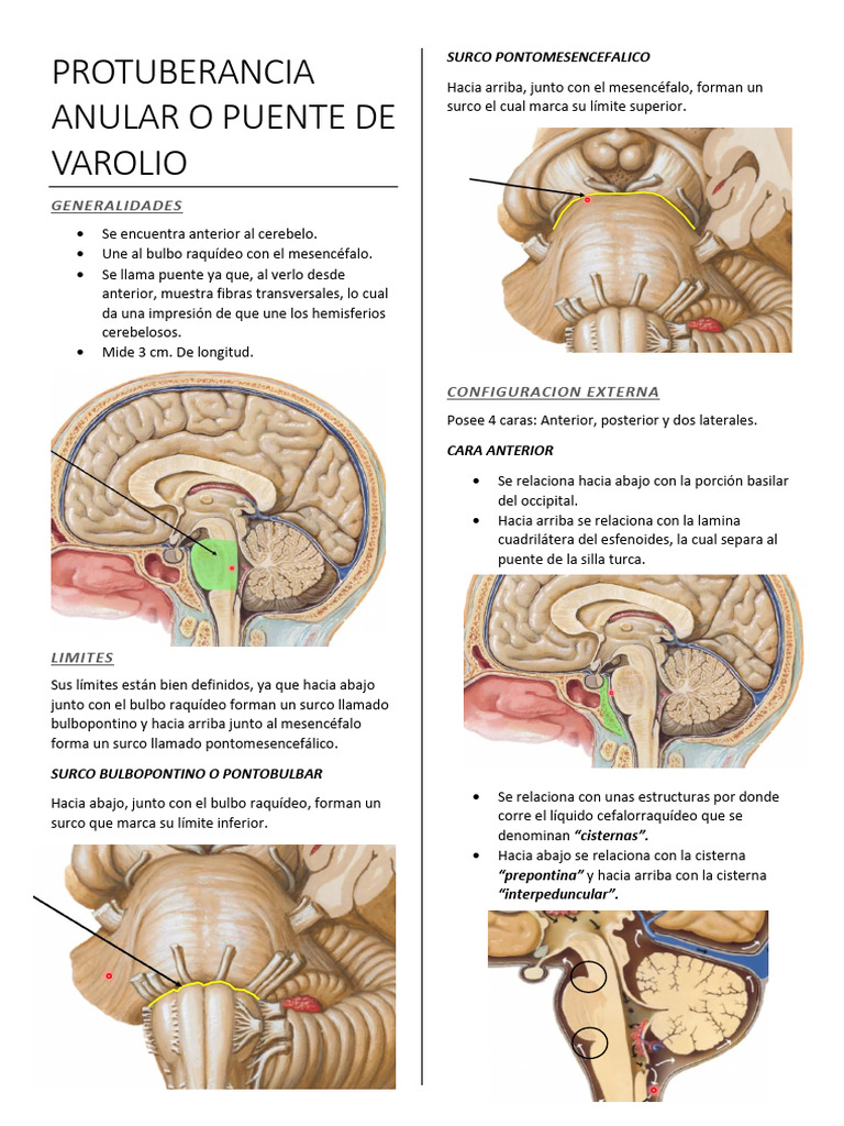 Protuberancia Anular | PDF | Neuroanatomía | Anatomía humana