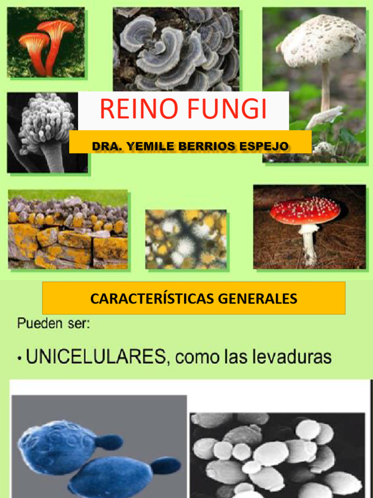 Tema 12 Talofitas Hongos 2024 | PDF | Hongo | Seta