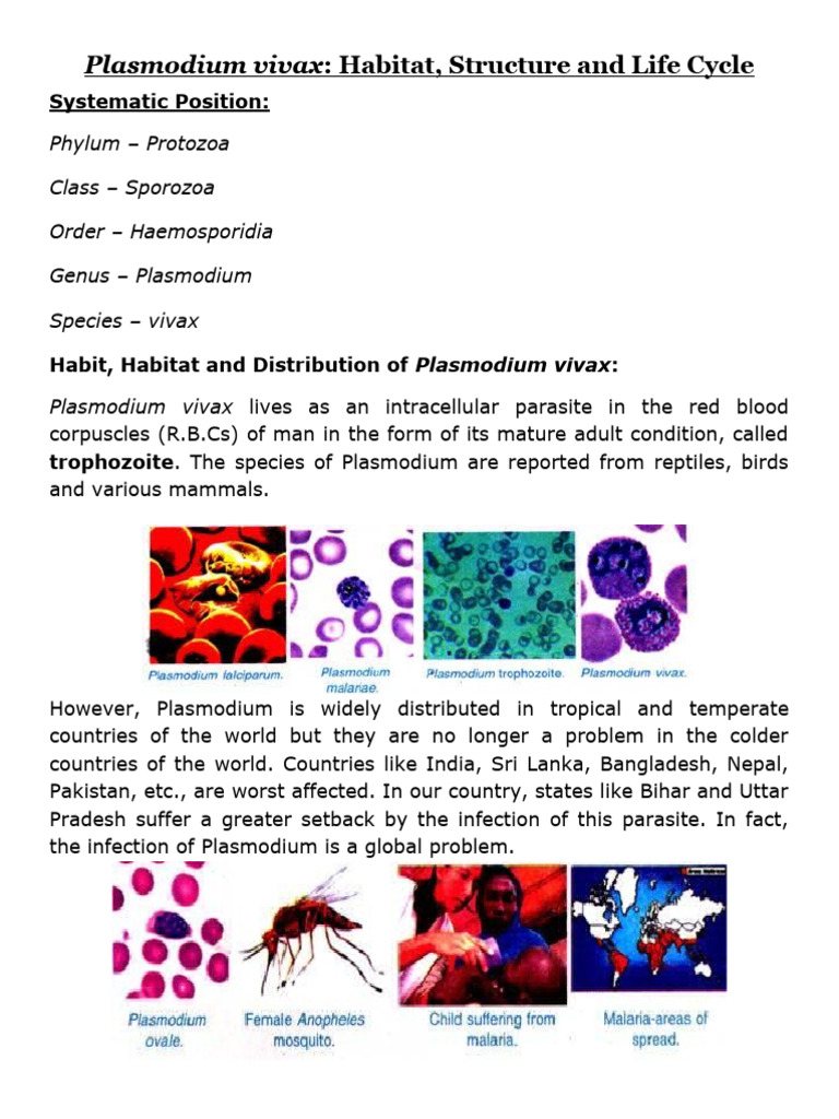 Plasmodium vivax: Habitat and Life Cycle | PDF | Plasmodium ...
