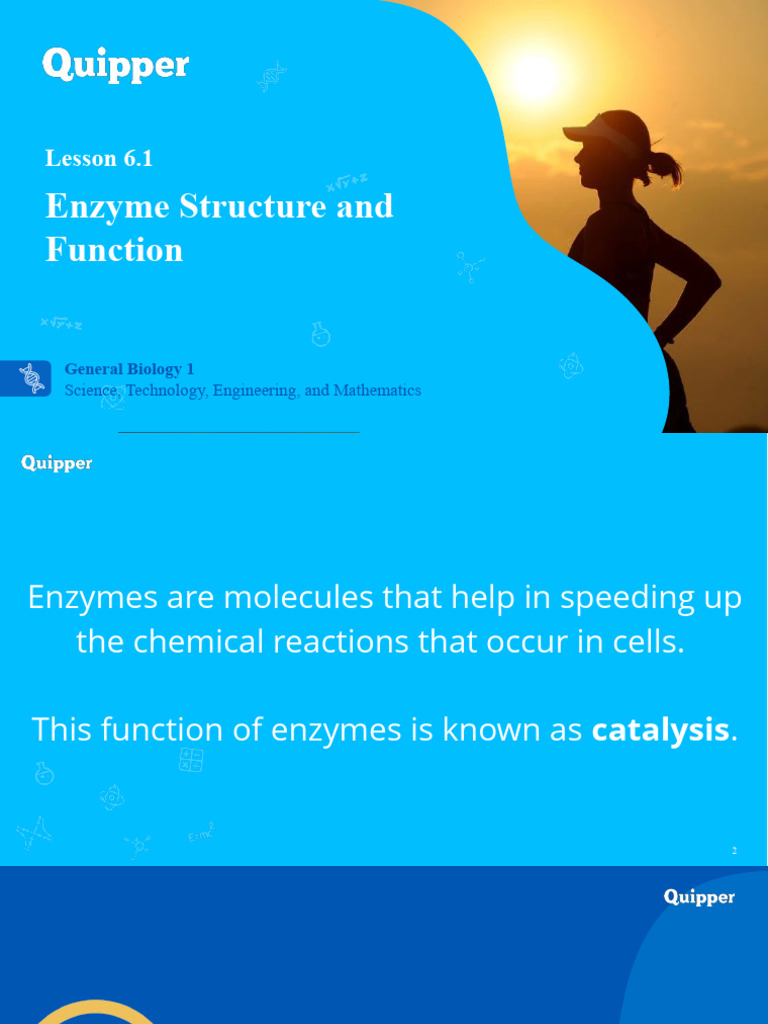 1.1 Enzyme Structure and Function 1 | PDF | Enzyme | Active Site