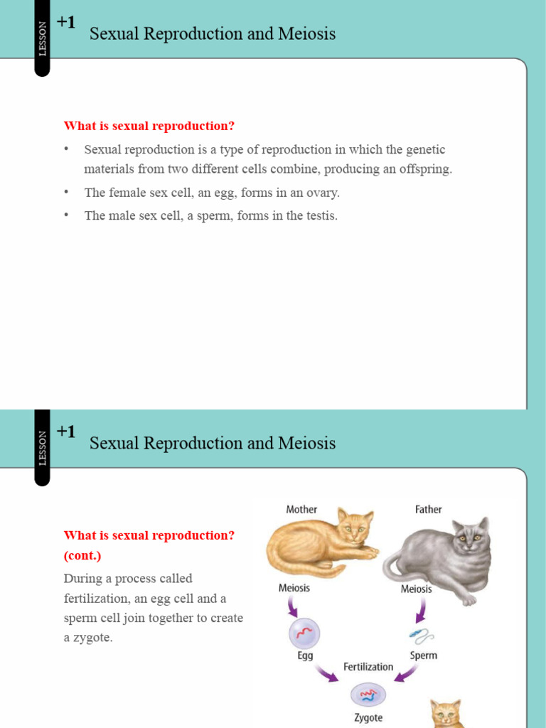 +1 Sexual Reproduction and Meiosis | PDF | Sexual Reproduction | Meiosis