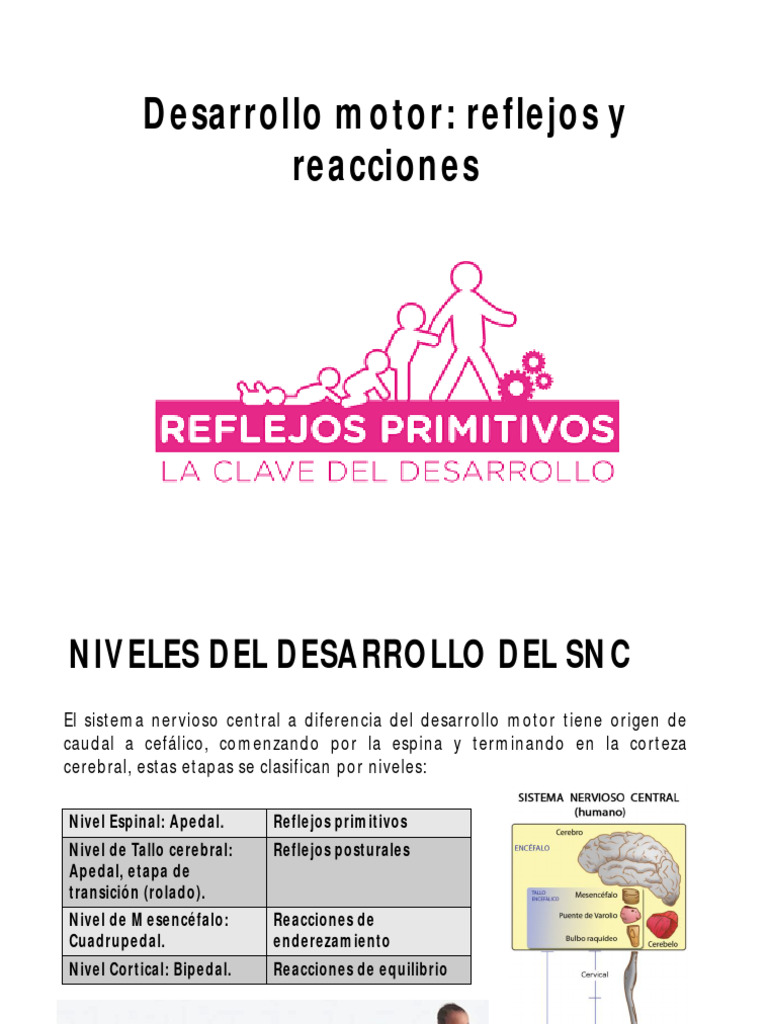 Desarrollo Motor, Reflejos y Reacciones | PDF | Cerebro | Sistema ...