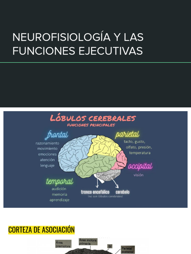 Neurofisiología Y Las Funciones Ejecutivas Pdf Las Emociones