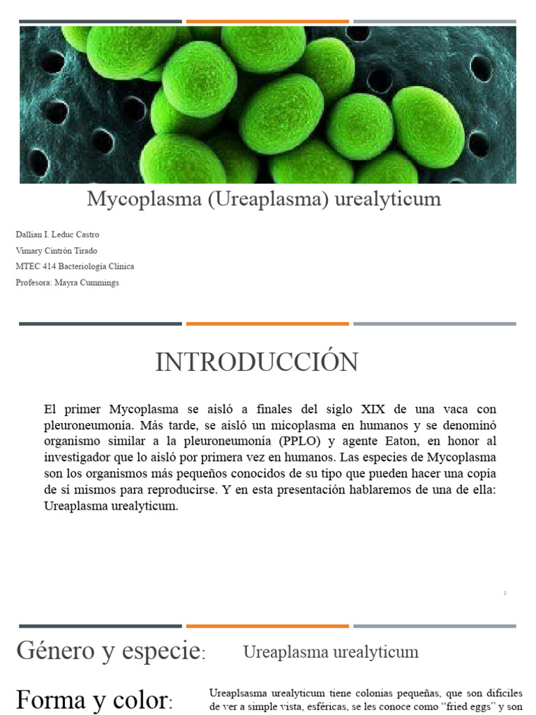 Mycoplasma (Ureaplasma) Urealyticum | PDF | Micoplasma | Infección