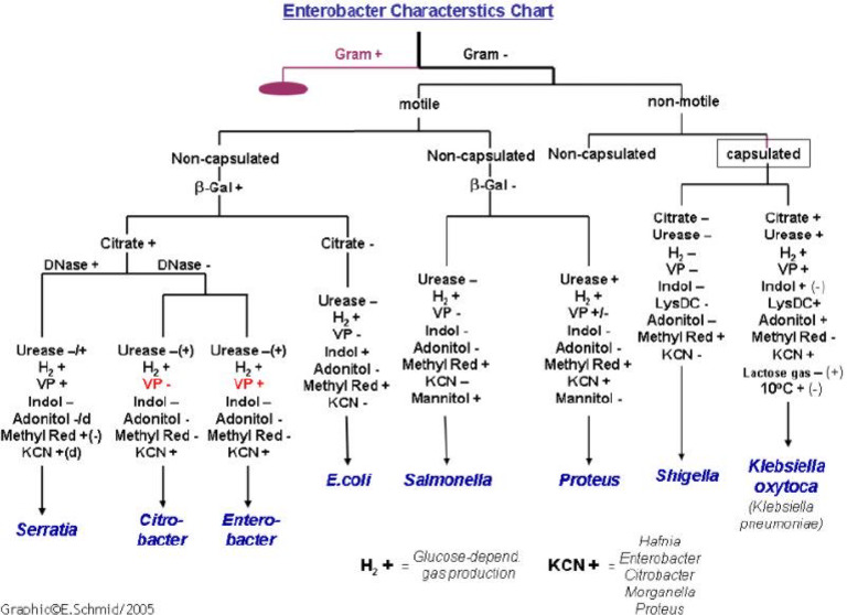 Enterobacterias Chart | PDF