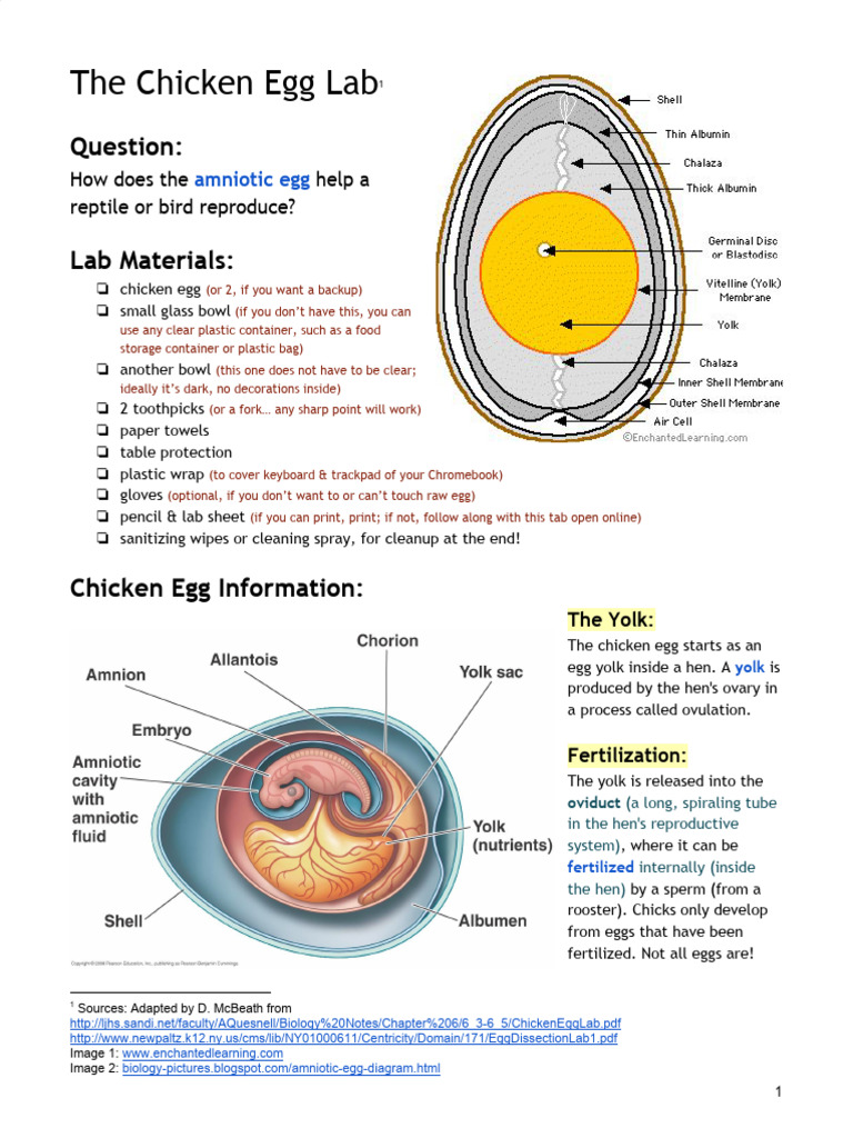 Egg Dissection Lab 11th | PDF | Yolk | Egg