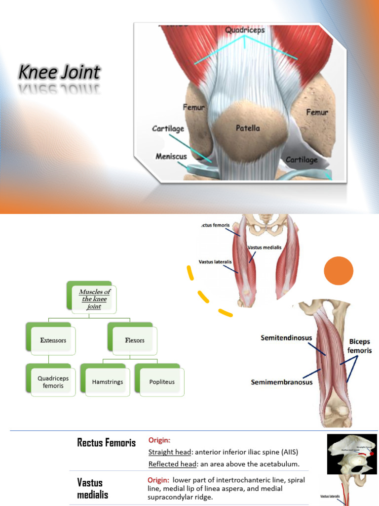 Knee Joint | PDF | Knee | Human Leg