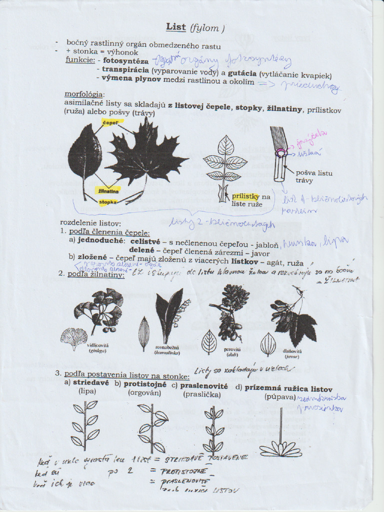 Rastlinné Orgány - List | PDF