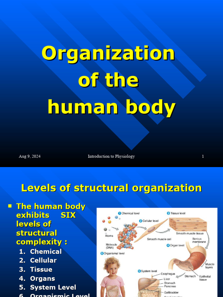 02 - Organization of Human Body | PDF | Tissue (Biology) | Epithelium