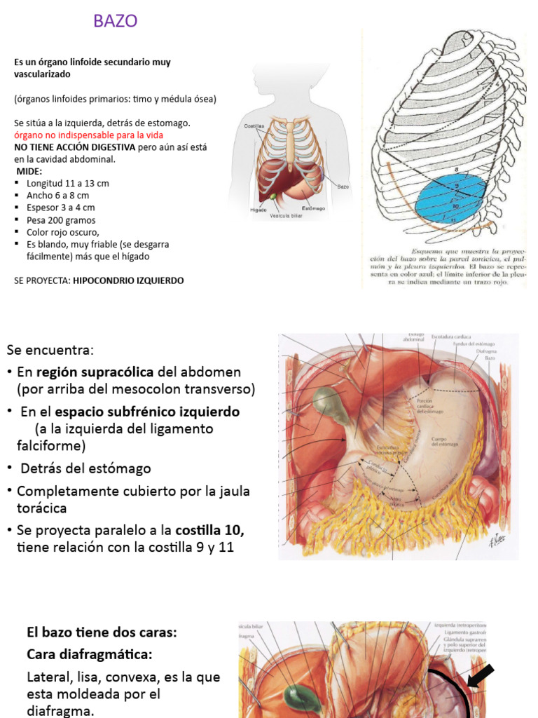 BAZO | PDF | Bazo | Morfología (biología)